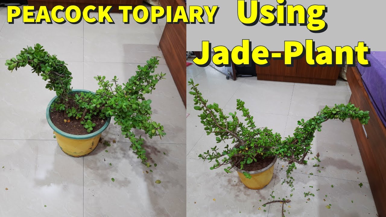 Easy making of Jade-peacock Topiary for beginners #gardeninghacks # ...