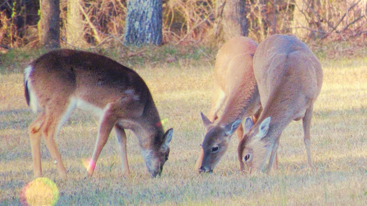 Deer Footage from North Georgia - YouTube