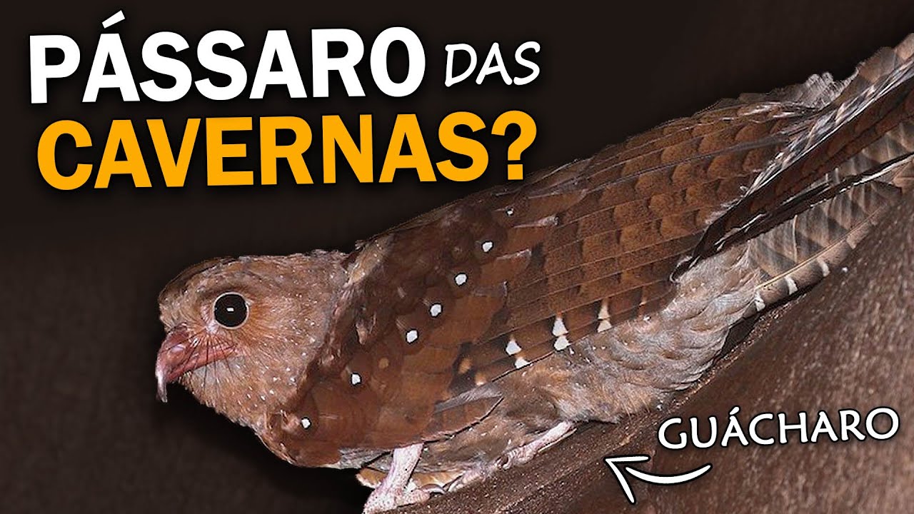 Pássaro VIVE EM CAVERNAS e usa ECOLOCALIZAÇÃO? ORNITÓLOGO RESPONDE #16 ...