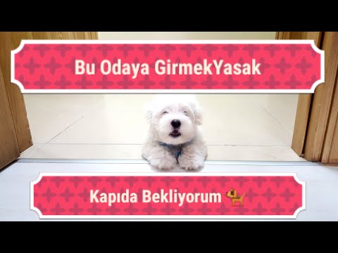 Köpek Eğitimi #2 \