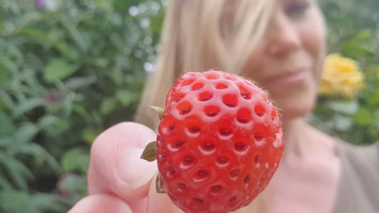 Framberry: the BEST Strawberry?! - YouTube