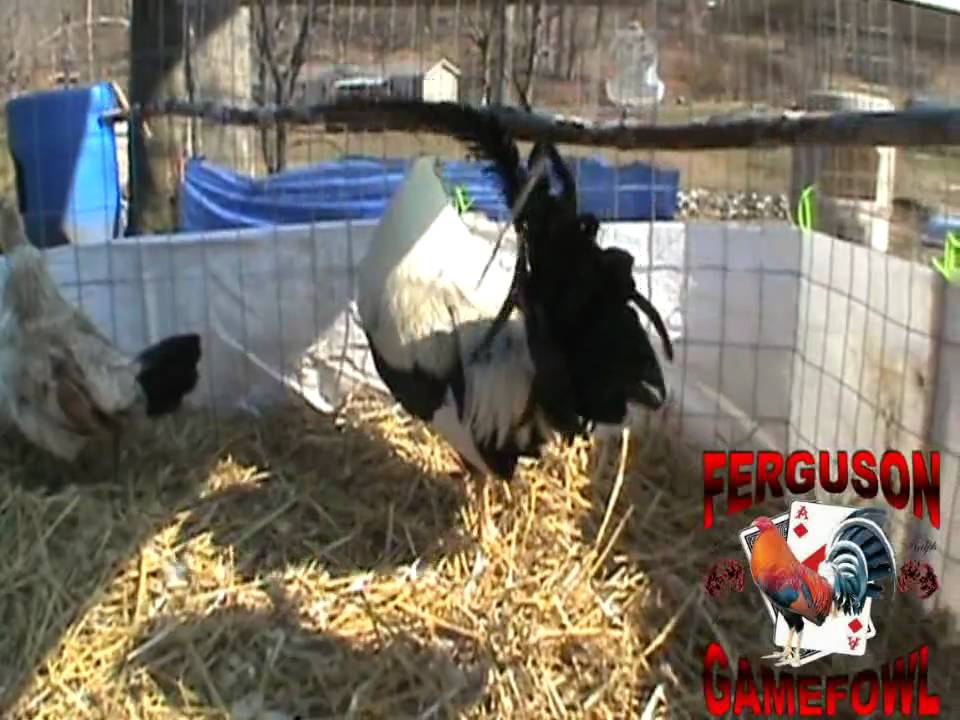 Law Grey Brood Stag (Yurk Line) - YouTube