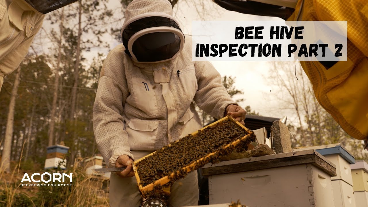 Beehive Inspection Part 2 | Acorn Beekeeping Equipment - YouTube