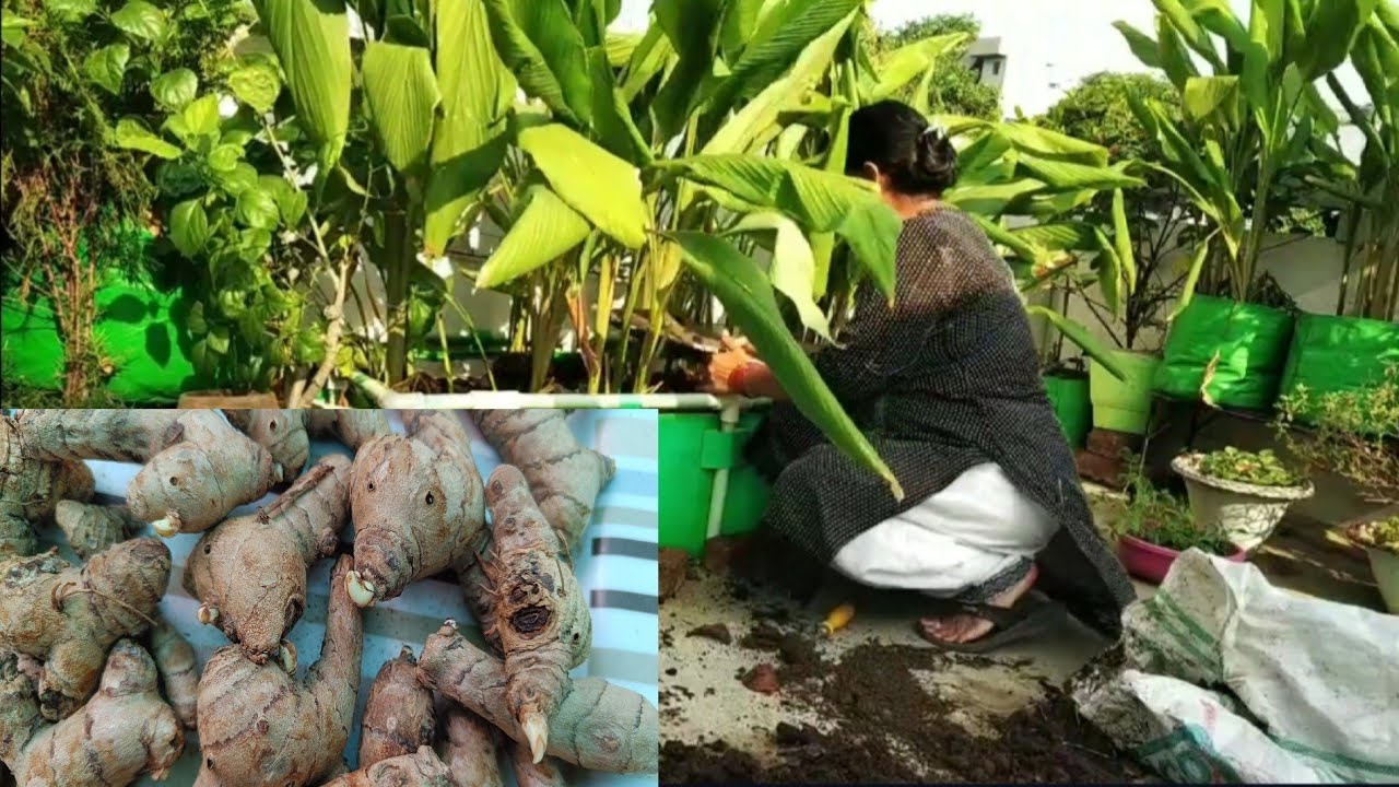 हल्दी को कब लगा सकते है कैसे पता चले की हल्दी को harvest करे haldi soil ...