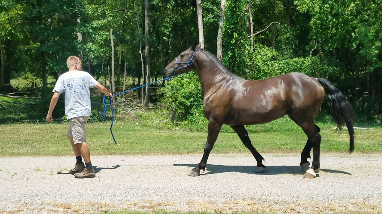 Friesian percheron gelding - YouTube