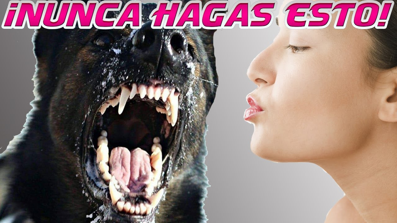 NUNCA hagas esto con un perro agresivo o miedoso y cómo poner un bozal ...