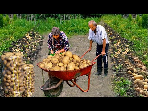 Potato Harvest in my Grandma's Village - 1 Hour Of The Best Recipes