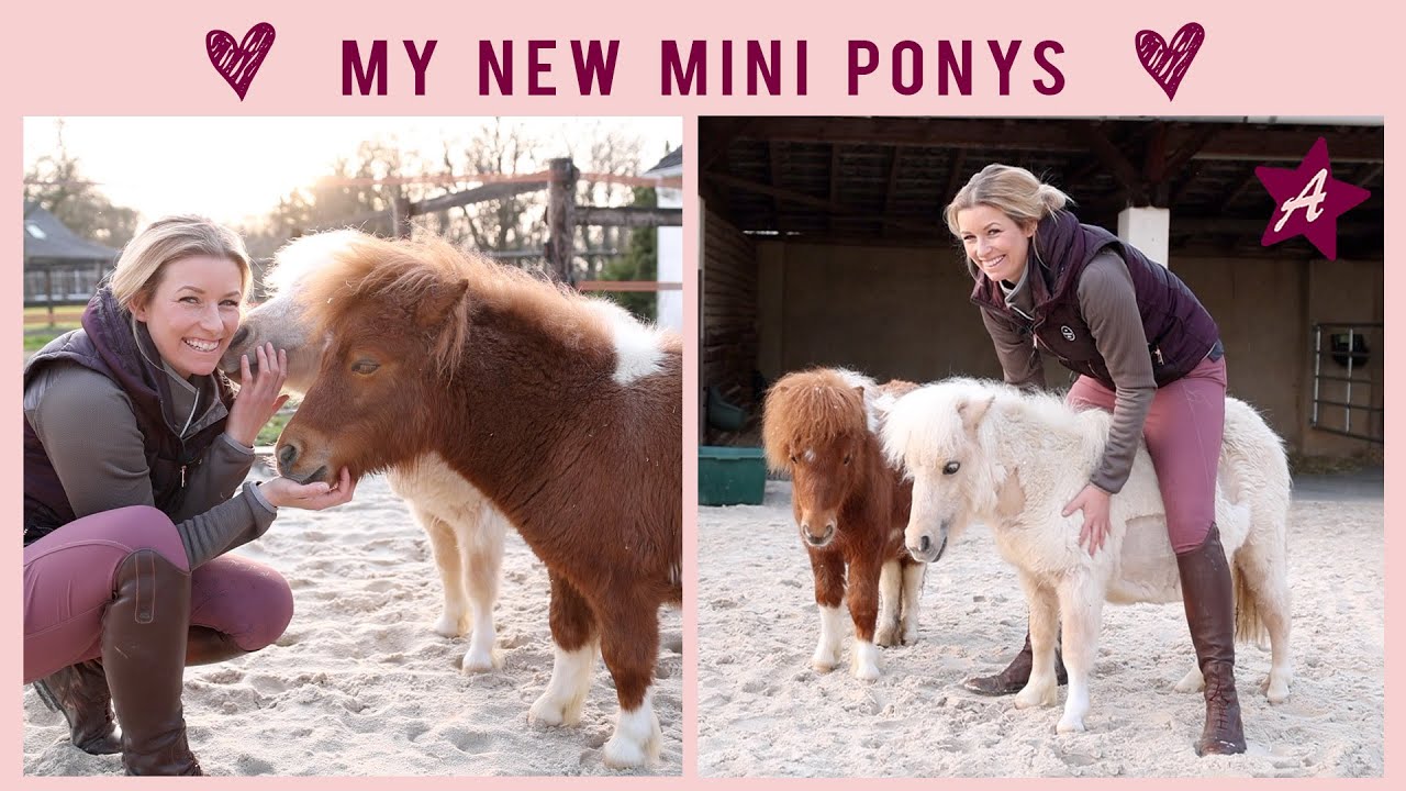 10 FACTS about my new MINI SHETTY PONYS I Reite ich die Ponys? Blaue ...