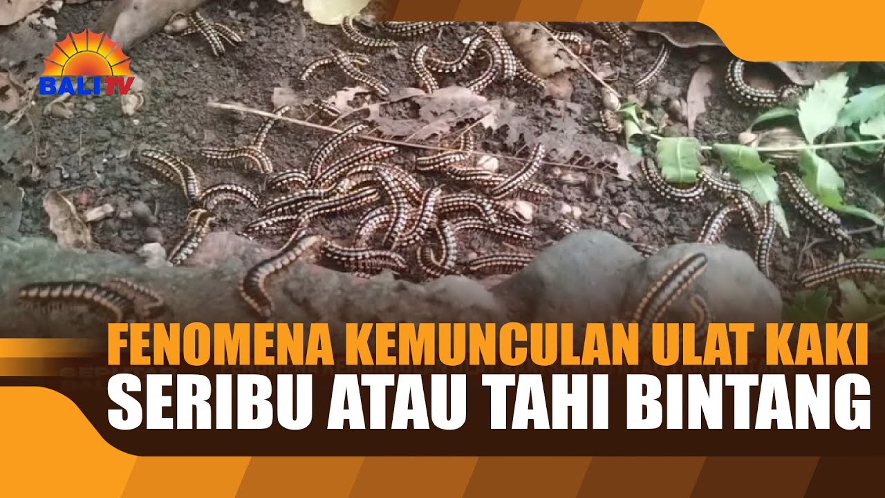 FENOMENA KEMUNCULAN ULAT KAKI SERIBU ATAU TAHI BINTANG - YouTube