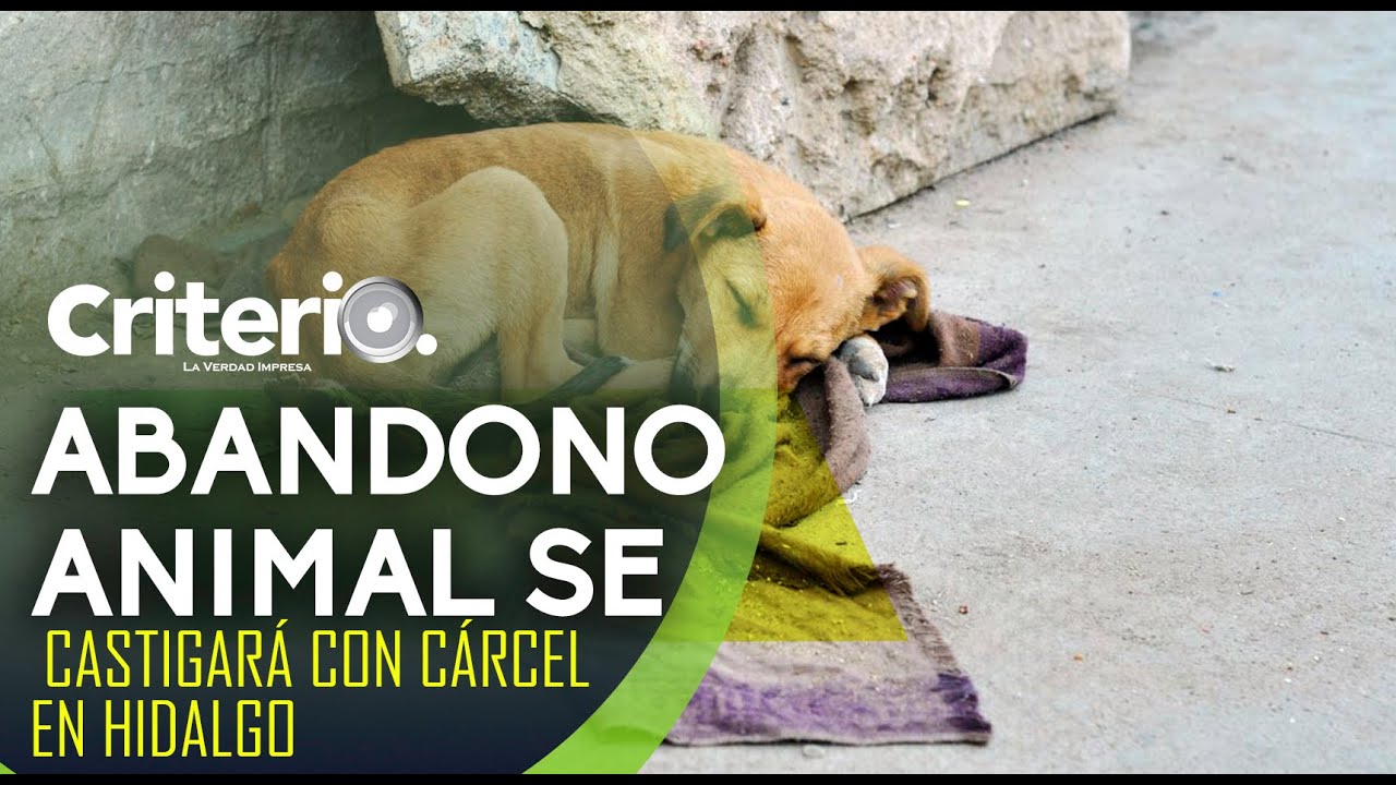 Abandono animal se castigará con cárcel en Hidalgo - YouTube