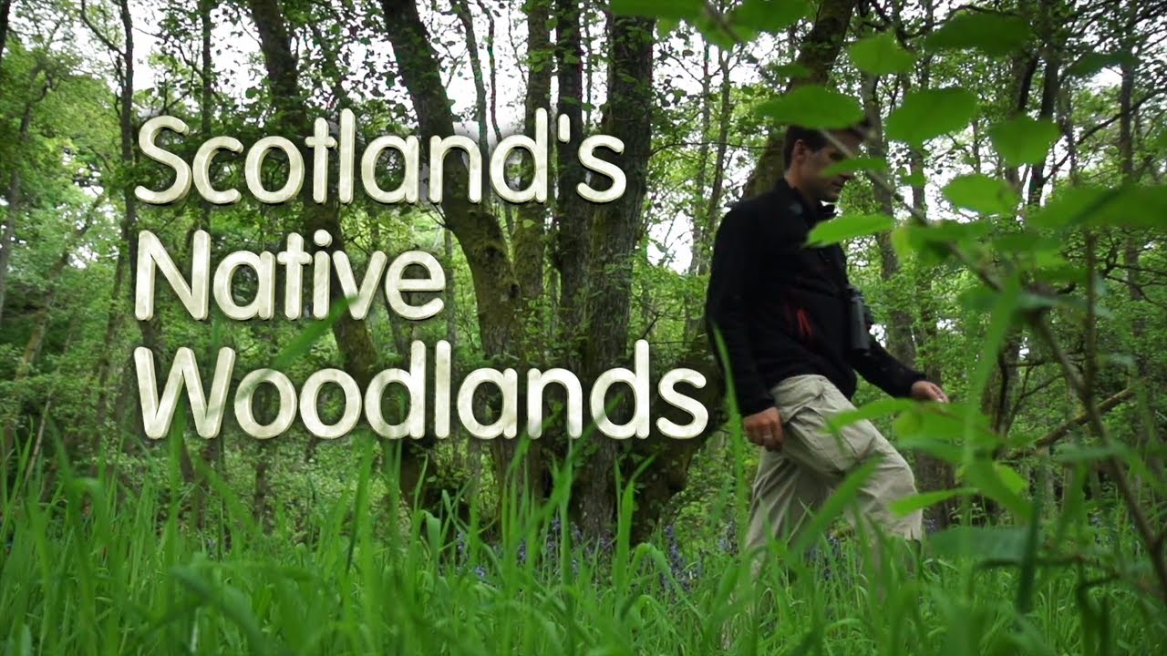 Scotland's Native Woodlands - YouTube