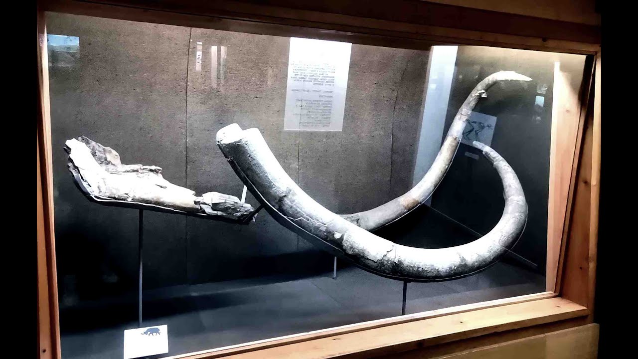 Natural Science Museum of Macedonia, Skopje - природонаучен музеј на ...