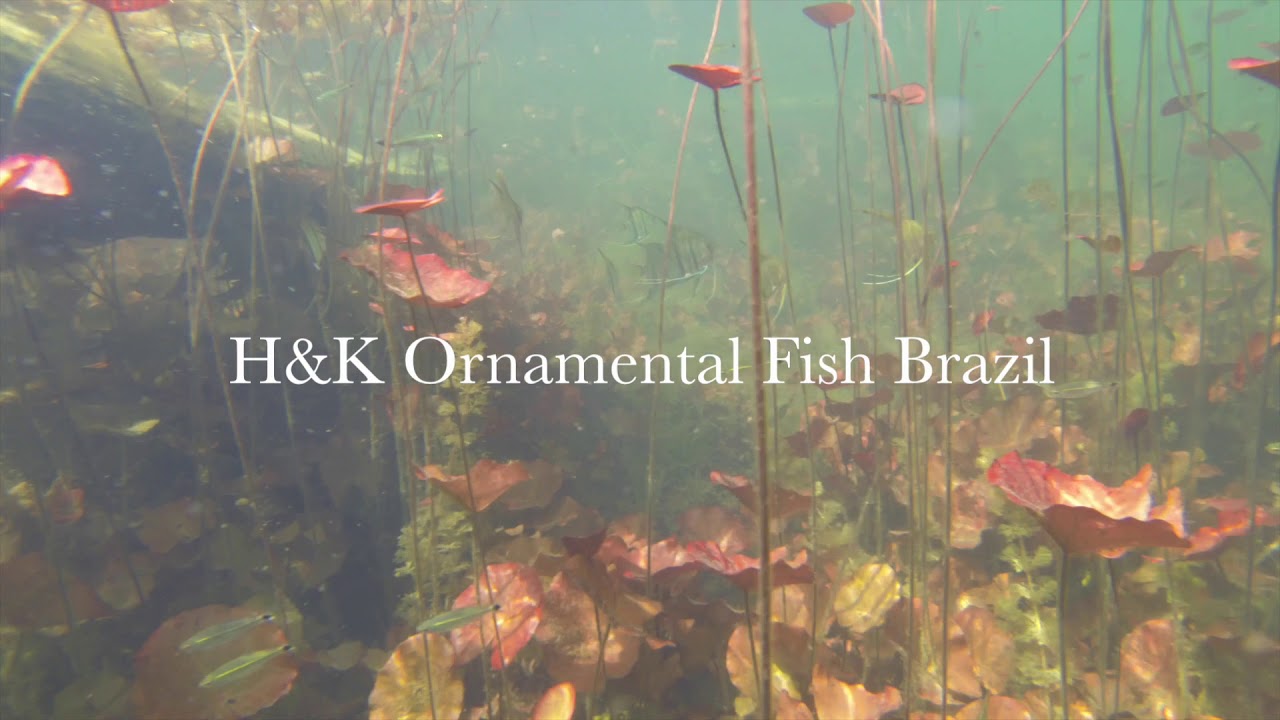 The true Angel fish Biotope - YouTube