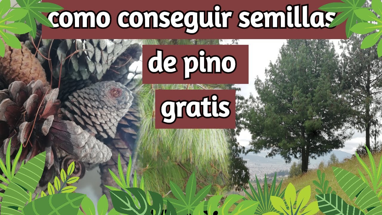 COMO OBTENER SEMILLA DE PINO FÁCIL. - YouTube