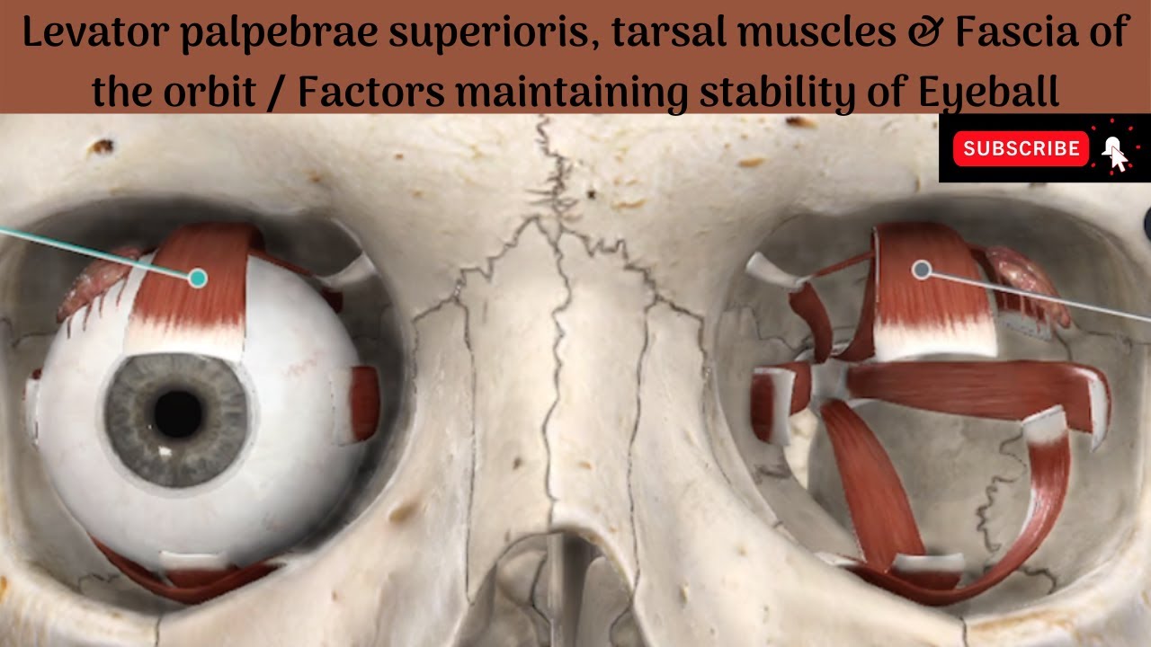 Other muscles around the eye ball | Fascia of the orbit | Factors ...