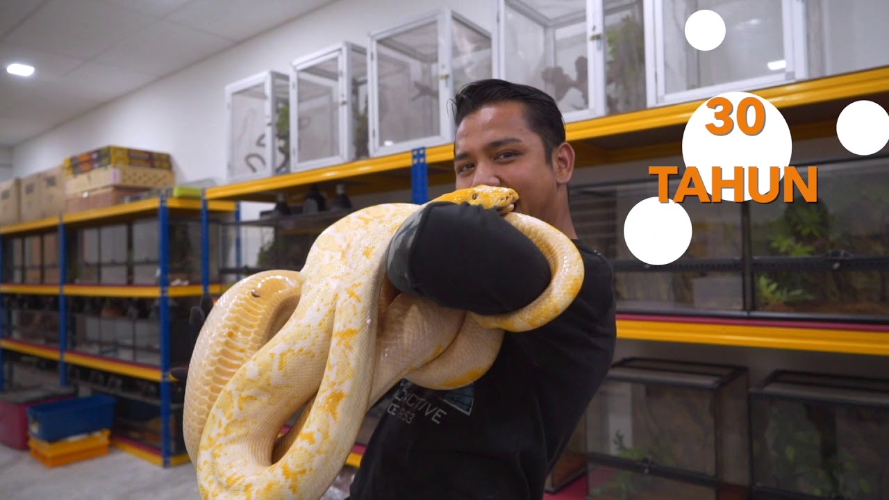 CRAZY RETICULATED PHYTHON - YouTube