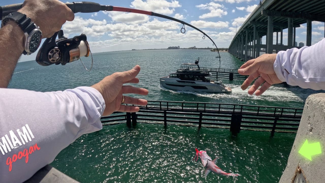 Best FISHING Pier to catch SNAPPERS & more (Key Biscayne) - YouTube