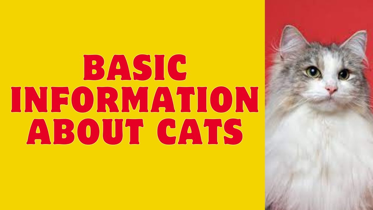 "Basic Information About Cats" - YouTube