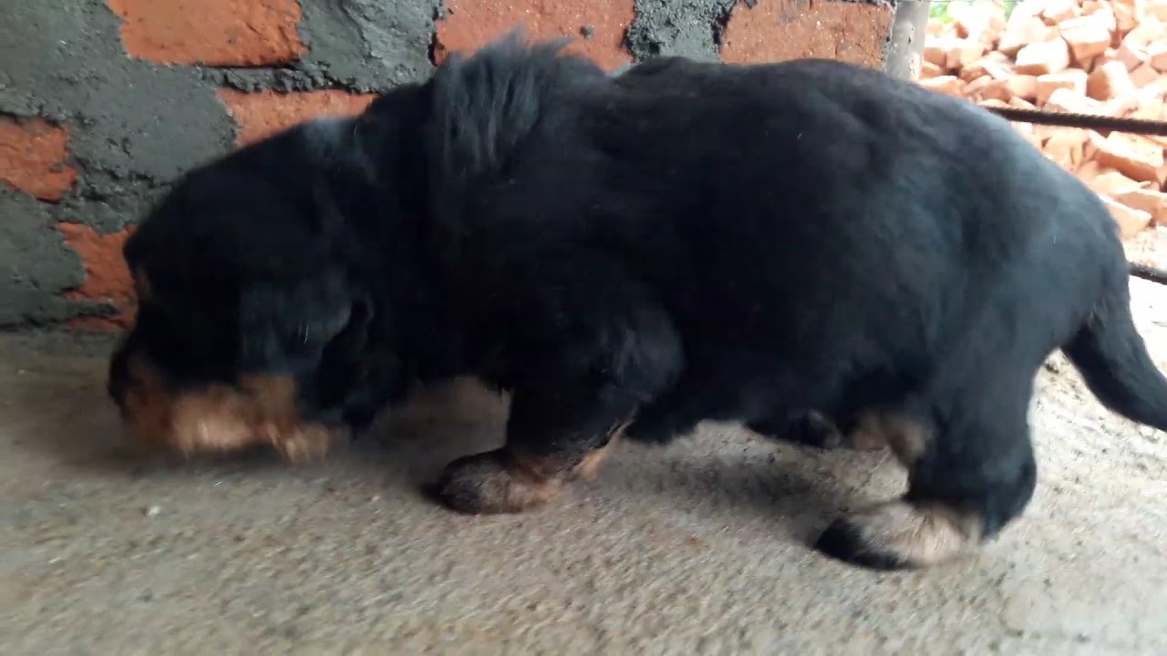 Bhote kukur || tibetan mastiff in Nepal || Livestock Guardian Dog In ...