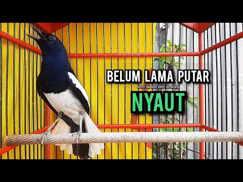 SUARA BURUNG kacer gacor NGEPLONG tarung ini paling ampuh buat PANCINGAN KACER agar EMOSI NYAUT