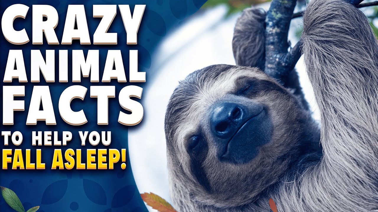 Crazy Animal Facts to Help You Fall Asleep! - YouTube