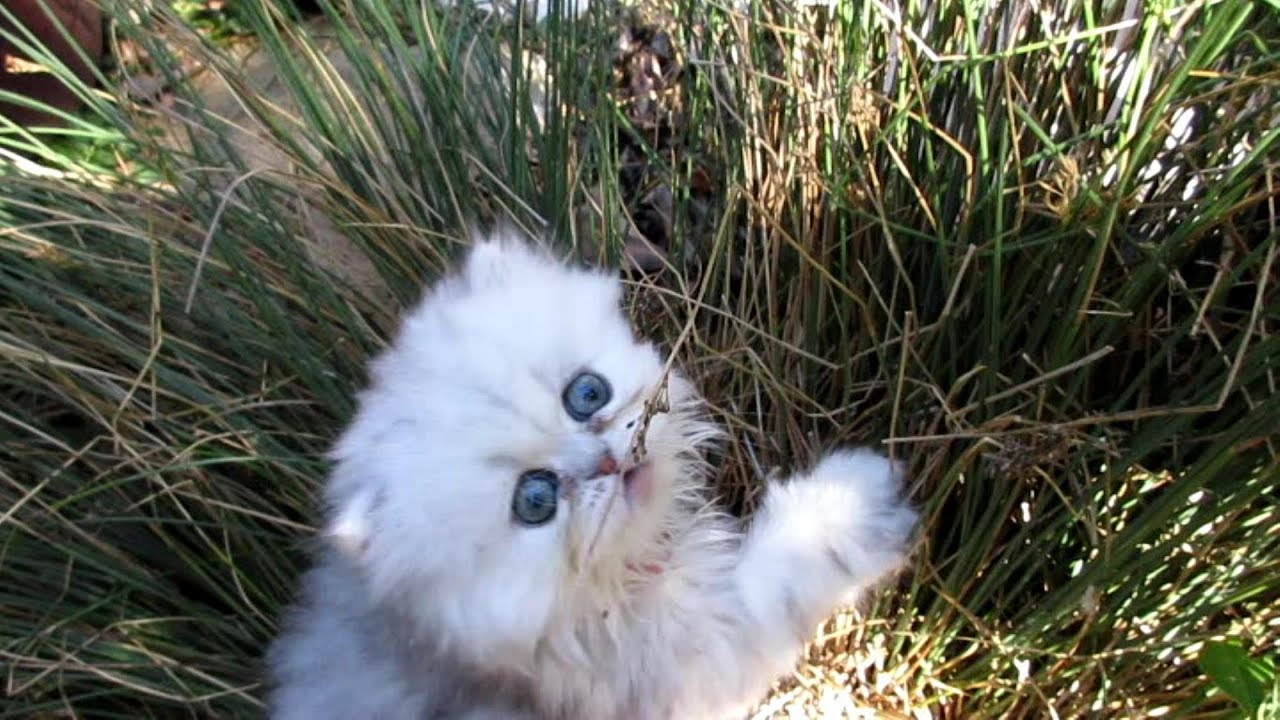 18 09 08 Persian Kitten Obi-Wan in The Clump - YouTube