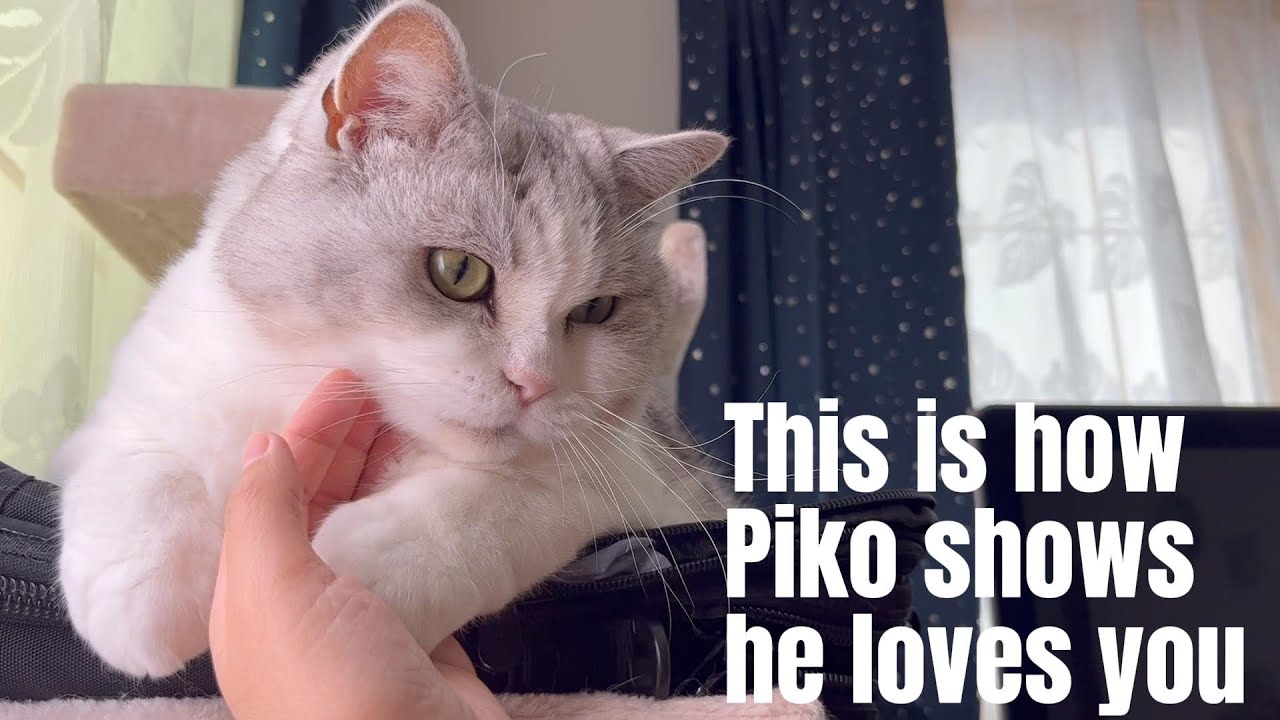 This how Piko shows he loves you - YouTube