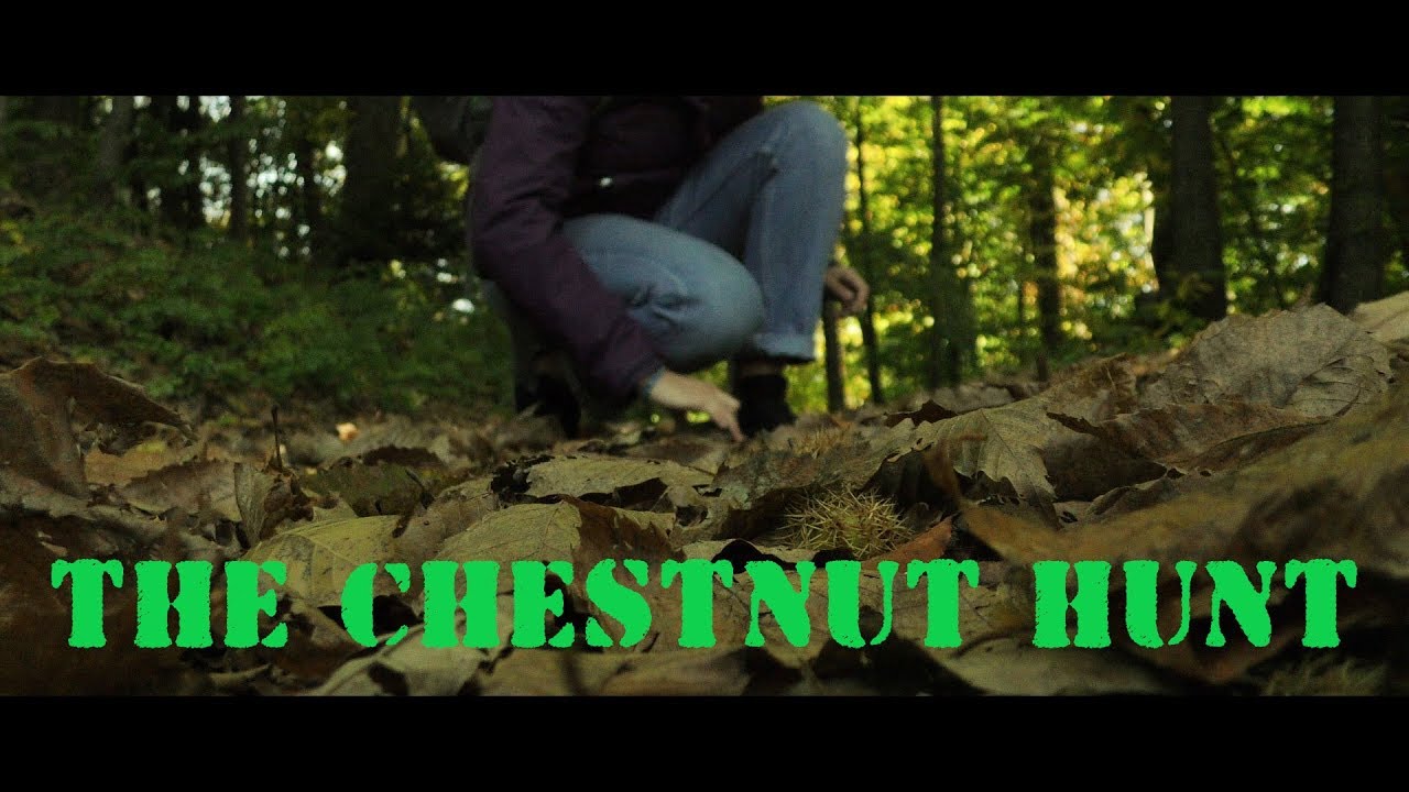 The chestnut hunt - YouTube