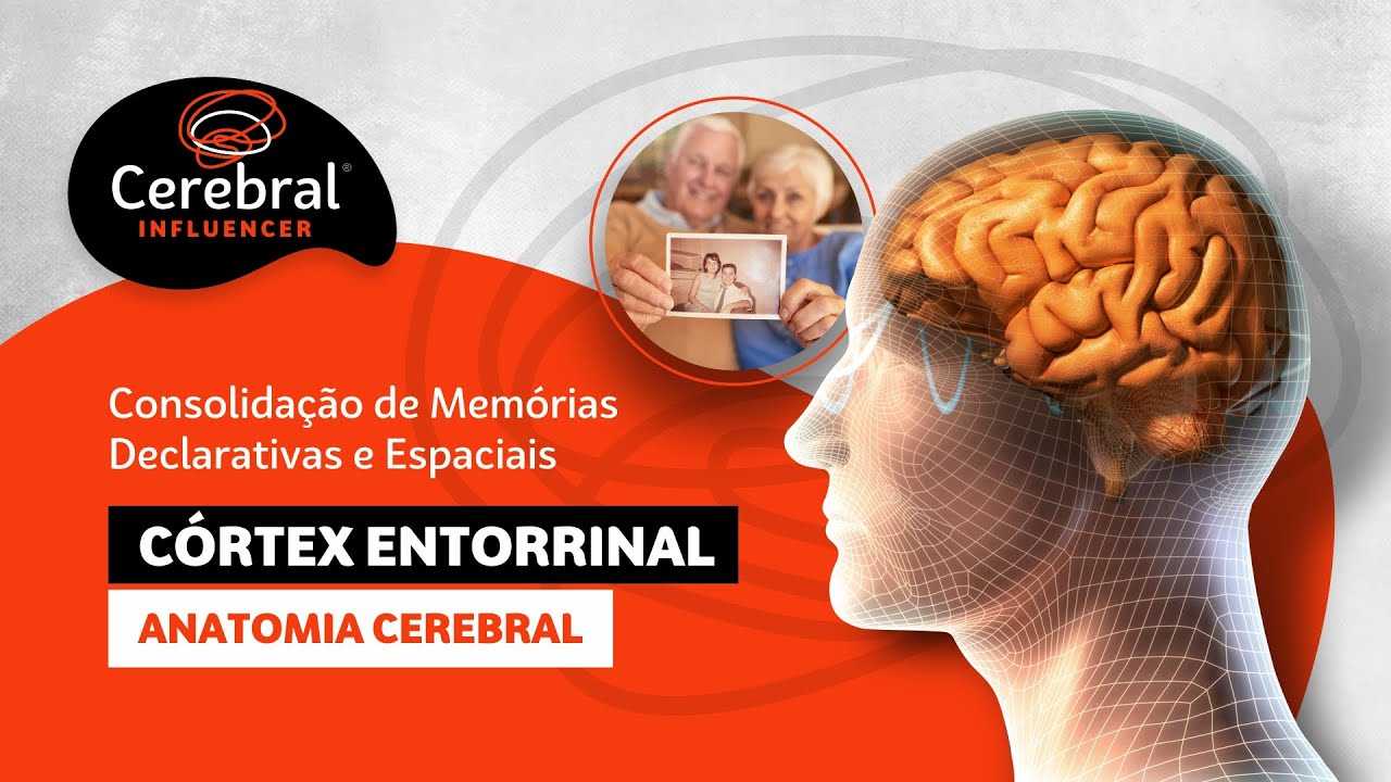 Córtex Entorrinal - Consolidação de Memórias Declarativas e Espaciais ...