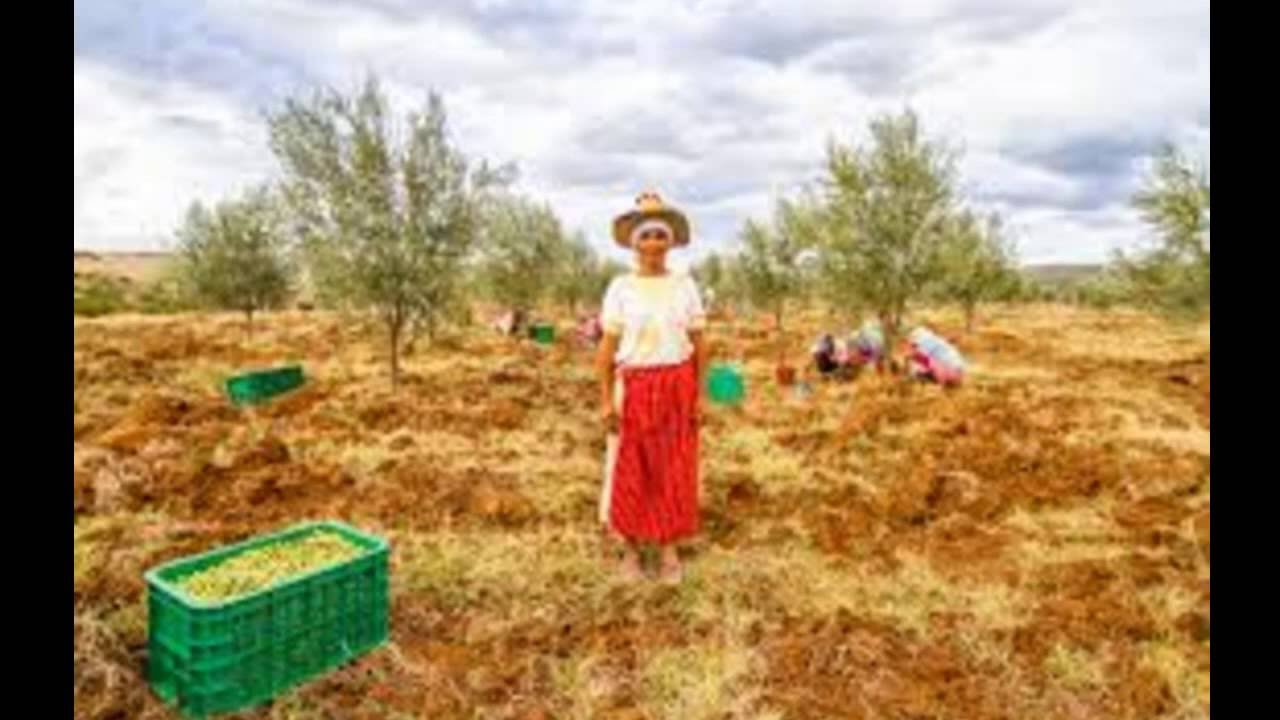 arani jbala 2017 jadid - YouTube