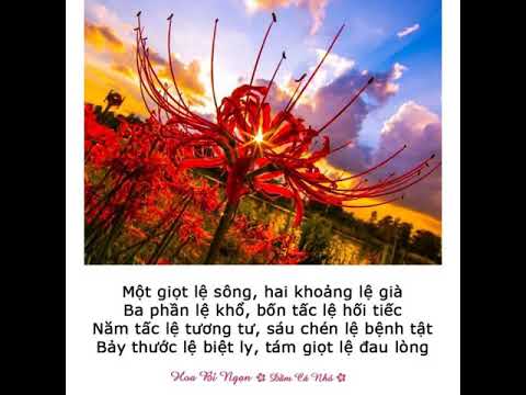 Hoa bỉ ngạn - Phong hoa tuyết nguyện