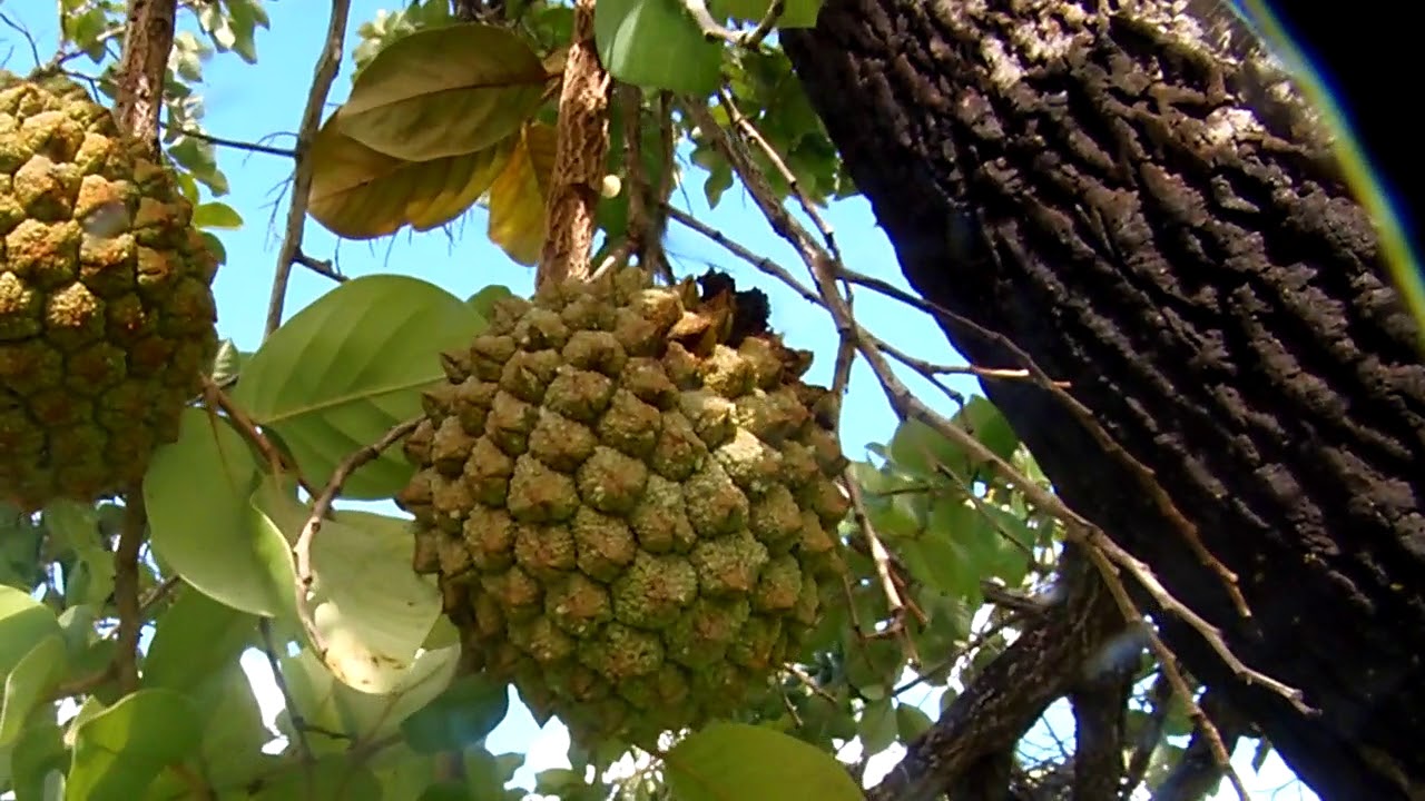 Araticum ou panã uma fruta deliciosa do nosso cerrado - YouTube