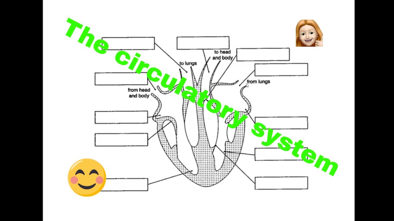 Circulatory system. GCSE. - YouTube