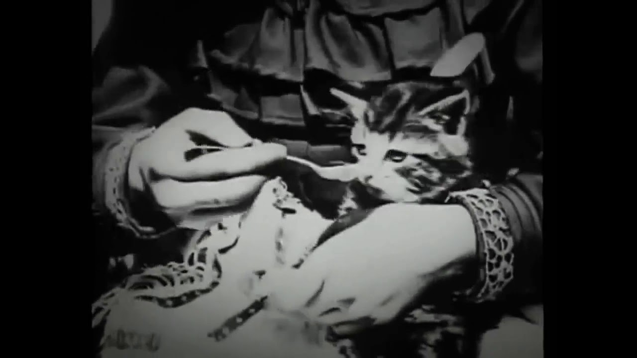 The Sick Kitten 1903 World's First CAT VIDEO! - YouTube