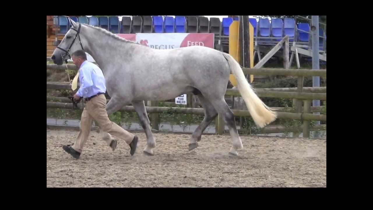 HorseMarket.ie - A Gentle Giant - Registered Irish Draught Gelding SOLD ...