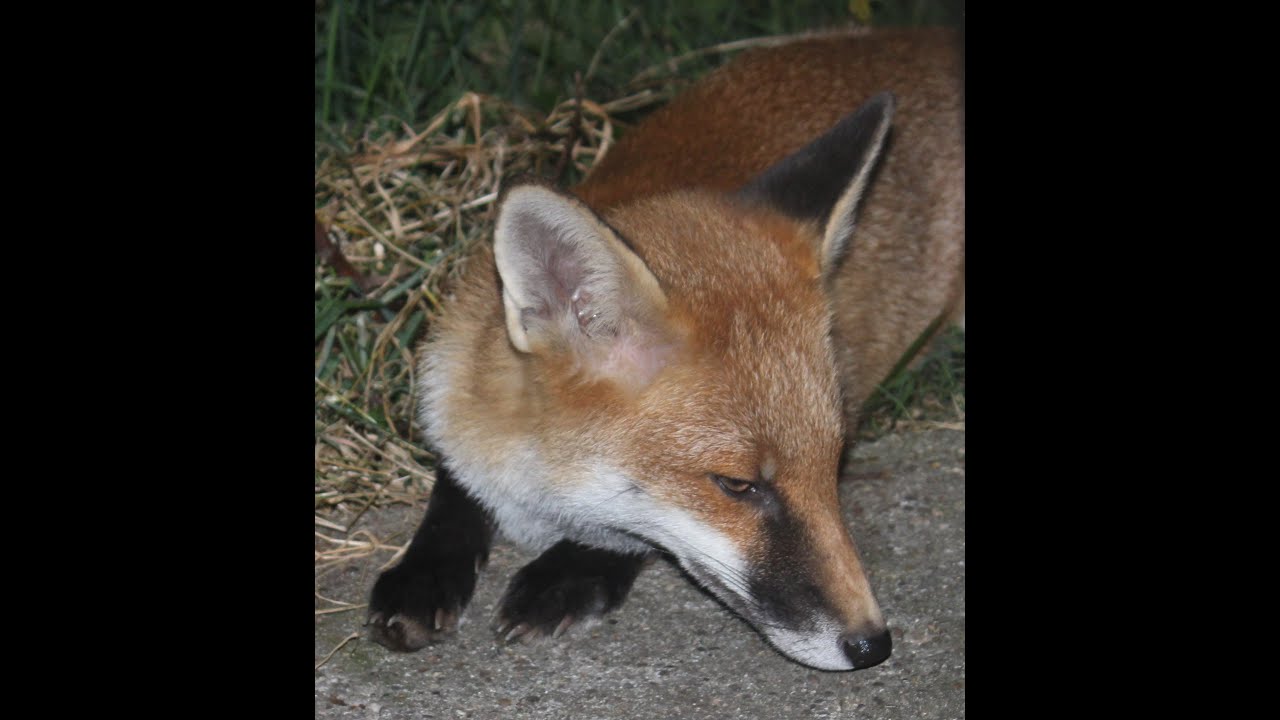 Fox Photo Highlights August 2021 14 - YouTube