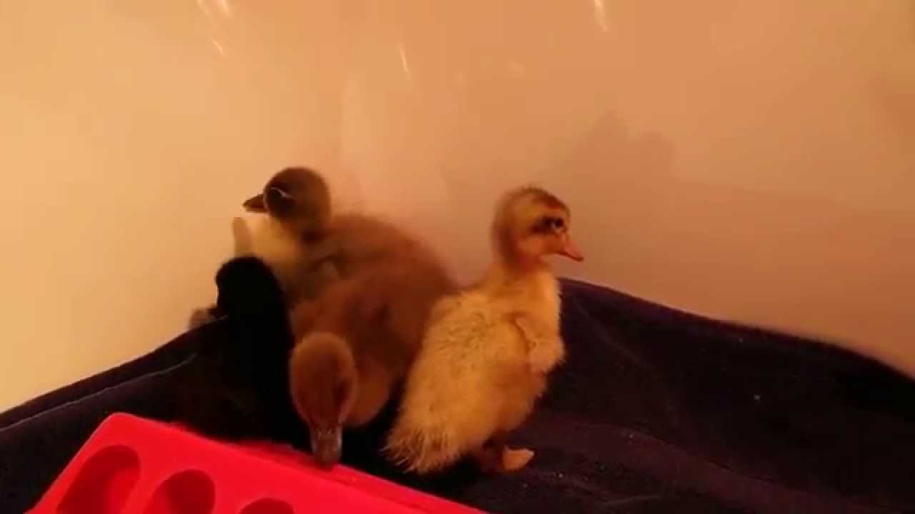 Baby ducks are growing like mad! - YouTube