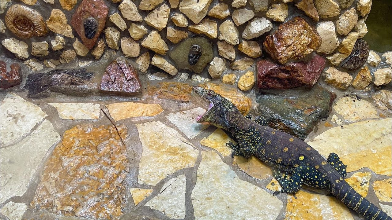 Croc monitor basic care (Varanus salvadorii) - YouTube