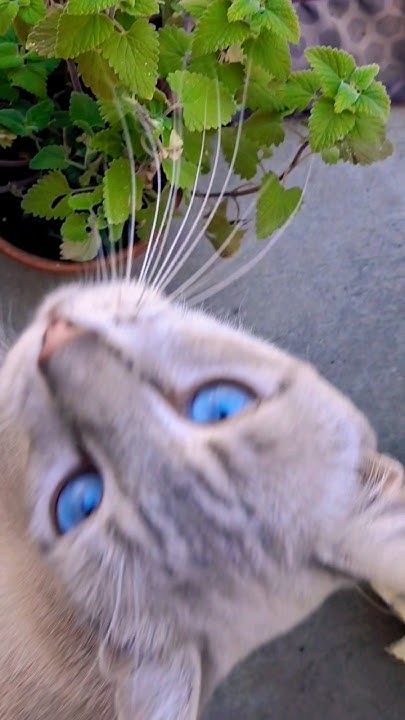 PrettyBoi getting high on catnip... #cat #catnip #cats #catvideos - YouTube