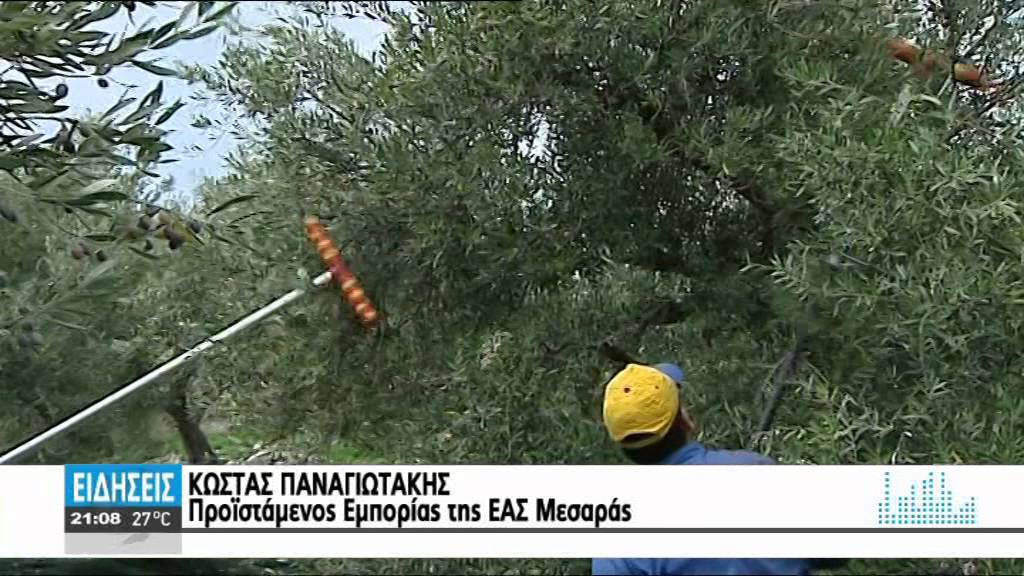 ΝΕΑ ΚΟΥΡΣΑ ΑΝΟΔΟΥ ΣΤΟ ΧΡΗΜΑΤΙΣΤΗΡΙΟ ΤΙΜΩΝ ΤΟΥ ΚΡΗΤΙΚΟΥ ΕΛΑΙΟΛΑΔΟΥ - YouTube