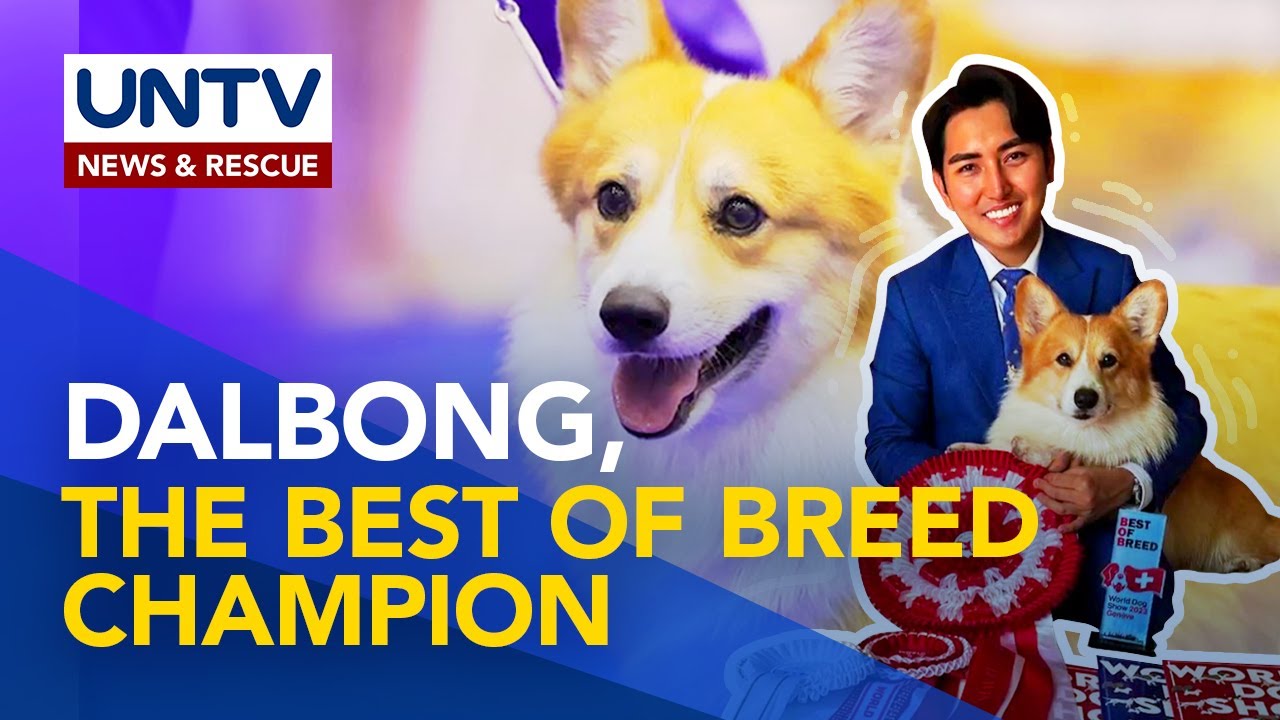 Kilalanin ang Best of Breed champion sa World Dog Show 2023 na si Dalbong | Pet Talk - YouTube