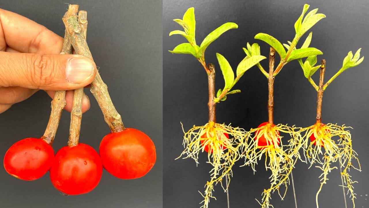 Do You Know We Can Grow Guava Cuttings Inside Tomato? With Success ...