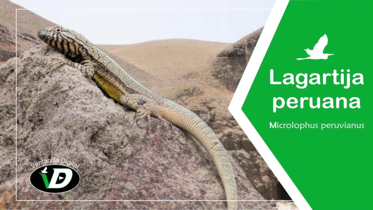 Lagartija peruana (Microlophus peruvianus) - YouTube