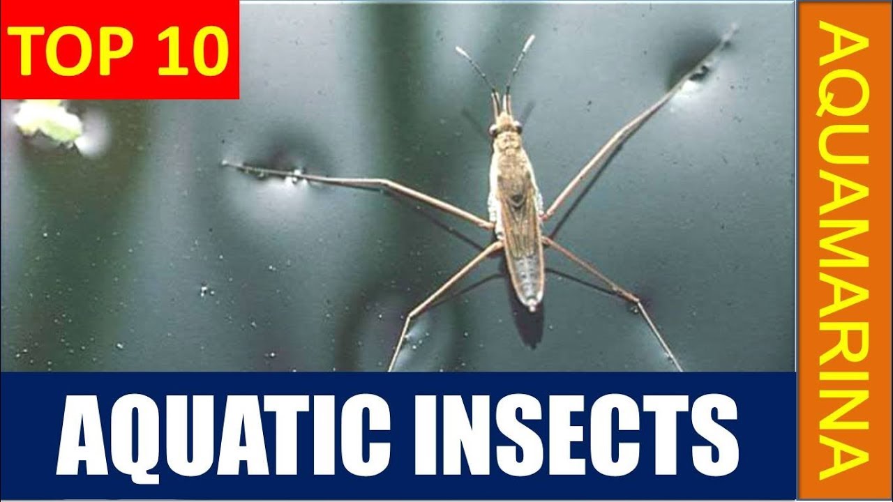 Aquatic insects found in Pisciculture ponds (Top 10) - YouTube