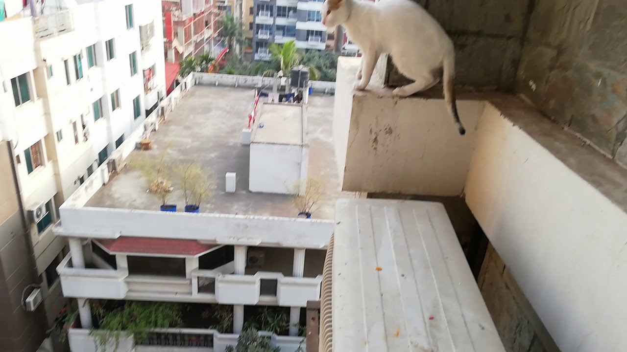 ultra cat - YouTube