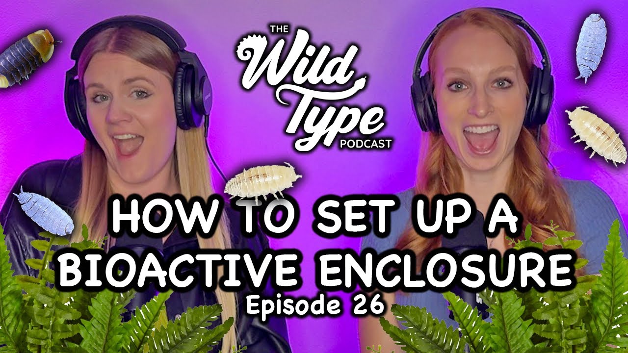 Tips for setting up bioactive enclosures | Episode 26 - YouTube