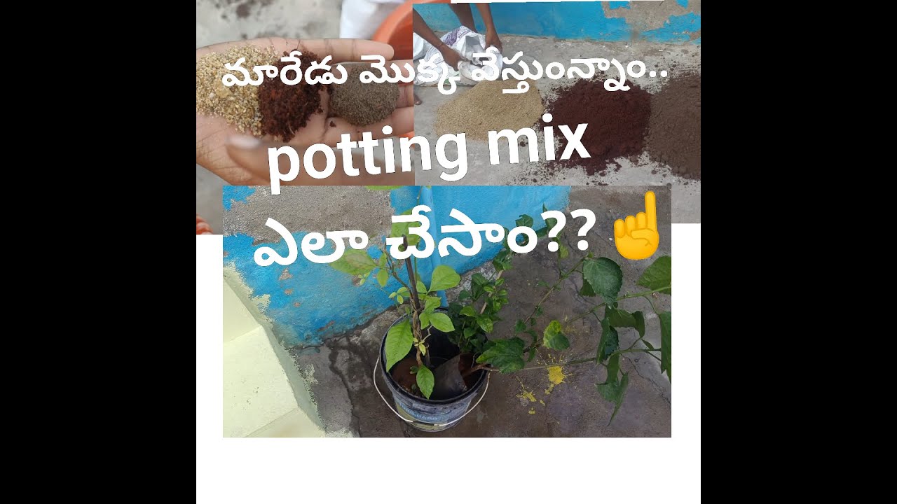How to grow maredu//potting mixmaredu tree/మారేడు మొక్క వేసేందుకు మేము ...