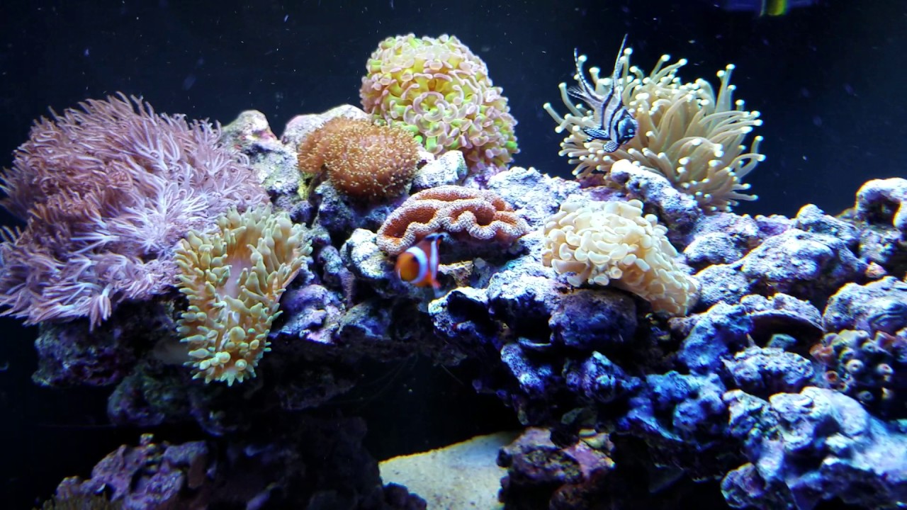 Reef tank 29 gallon nano cube - YouTube