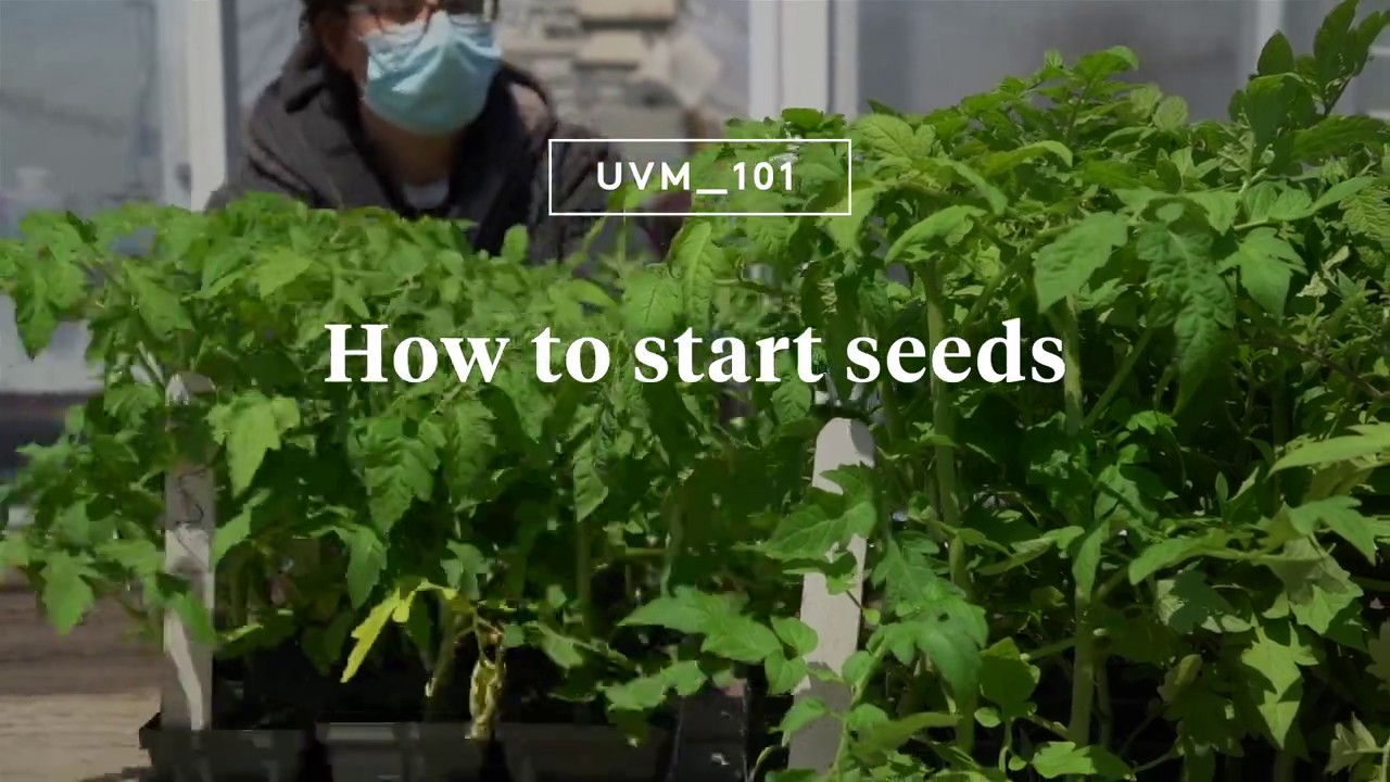 UVM 101: How to Start Seeds - YouTube