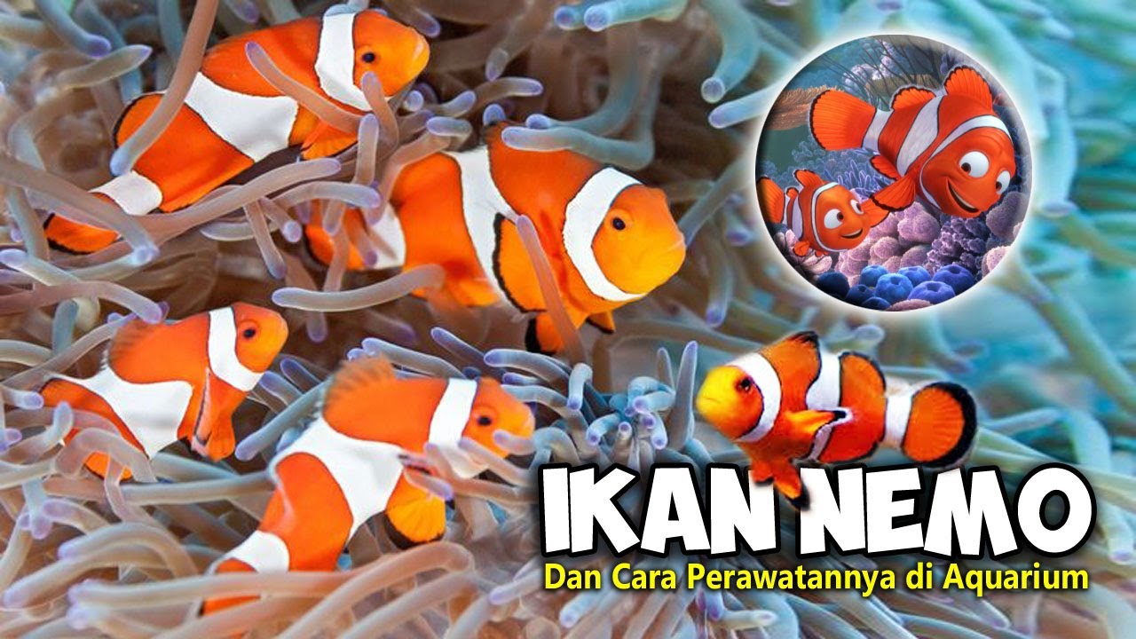 Cara Merawat Ikan Nemo atau Ikan Badut di Aquarium - YouTube